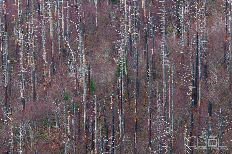 Winter Trees… Without Snow - Photo Cascadia