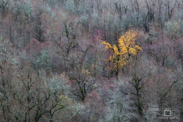 Winter Trees… Without Snow - Photo Cascadia