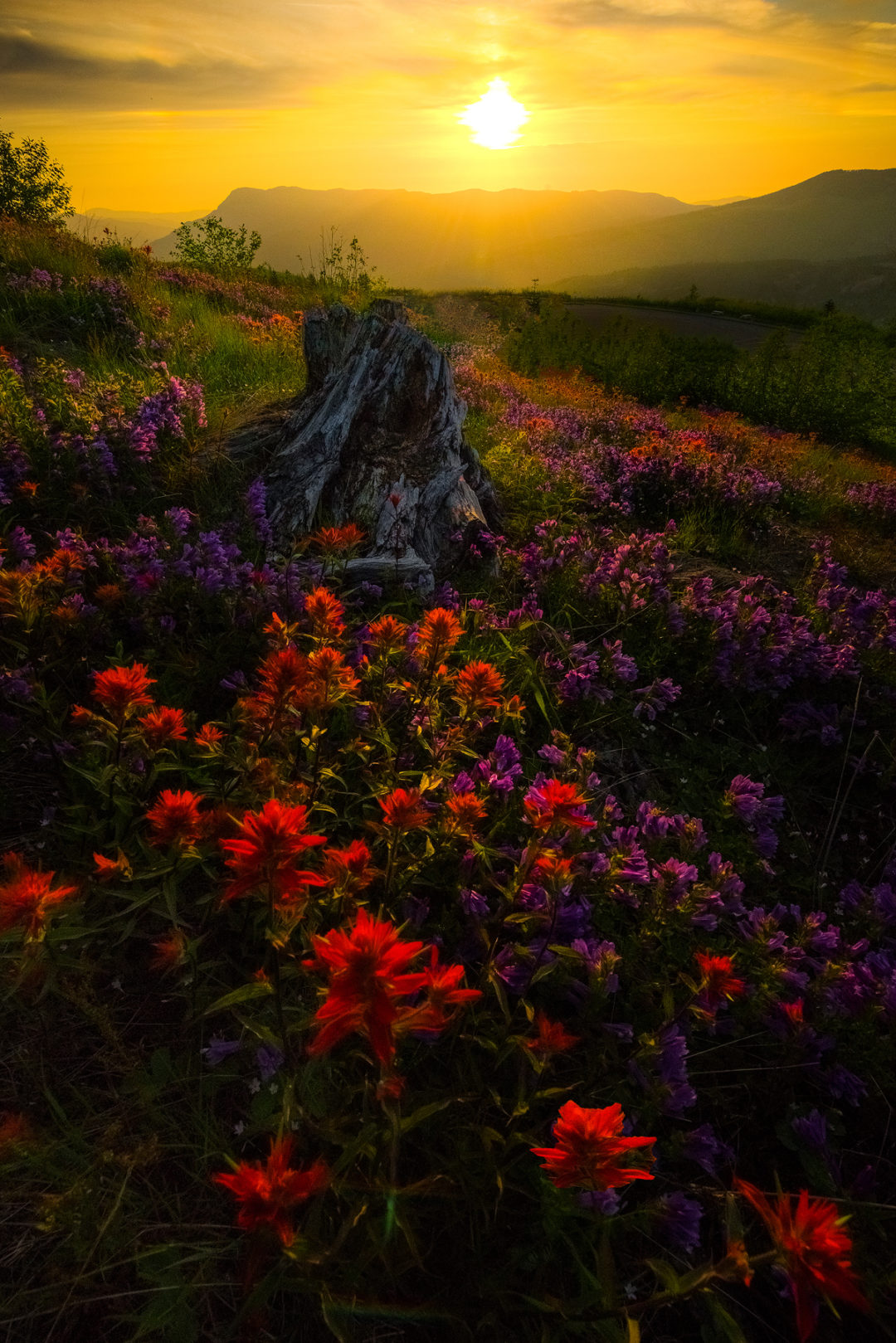 Top Ten Tips For Successful Wildflower Photography - Photo Cascadia