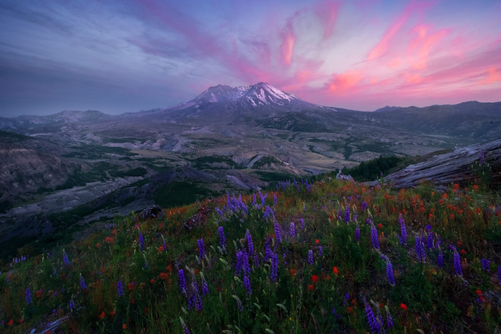 Top Ten Tips For Successful Wildflower Photography - Photo Cascadia